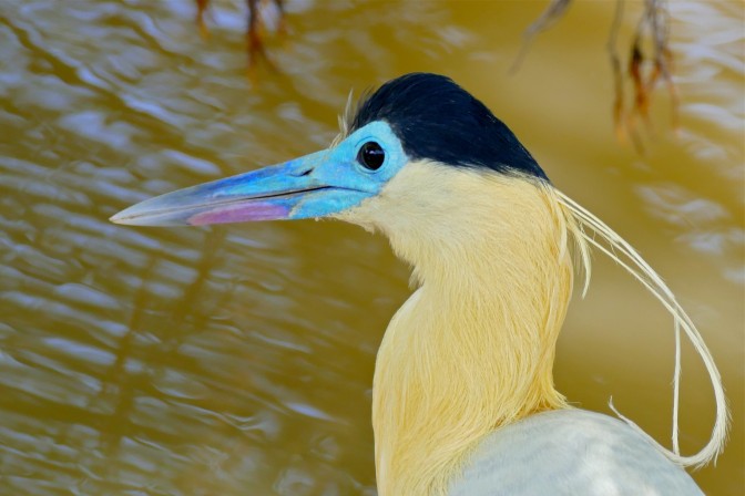 Capped Heron: Secrets of a Little-Known Tropical Heron