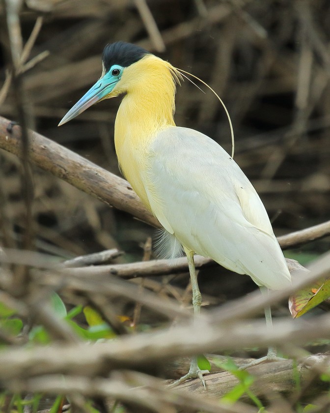 Capped Heron: Secrets of a Little-Known Tropical Heron