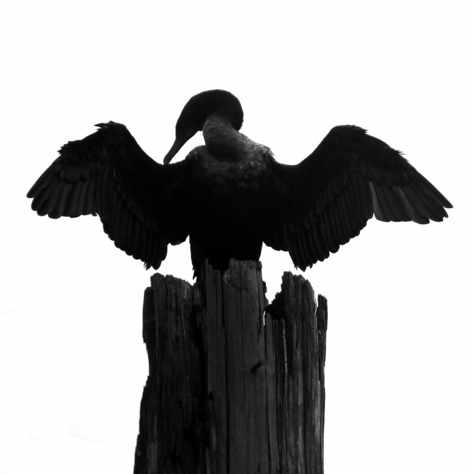 About Double-crested Cormorants – Habitat, Behavior, and More