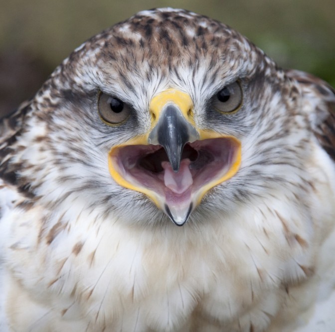 Birdorable Blog - Bird News, New Species & Fun Stuff