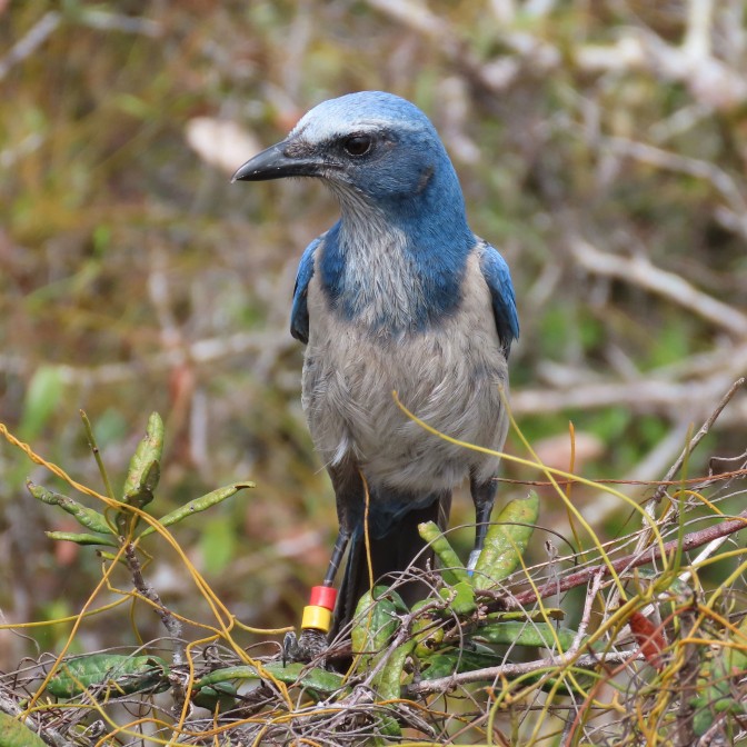 5 Iconic Florida Birds Everyone Should Know