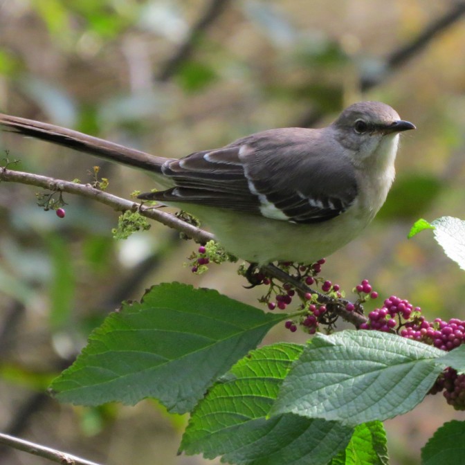 5 Iconic Florida Birds Everyone Should Know