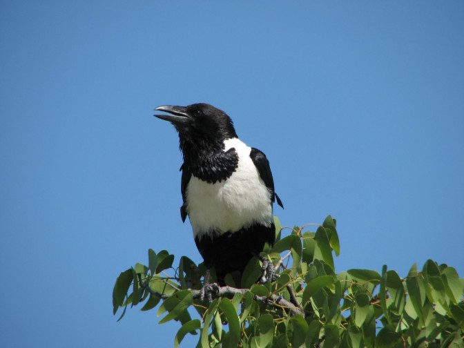 The Pied Crow: A Striking and Clever African Corvid