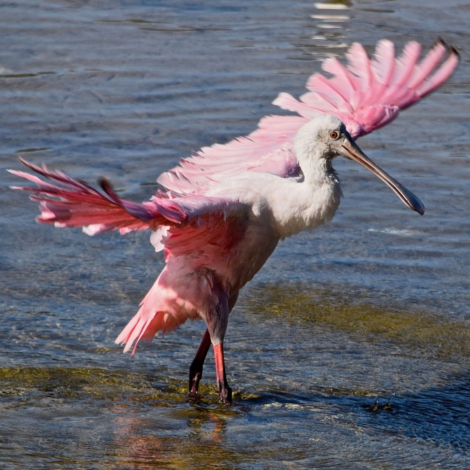 5 Iconic Florida Birds Everyone Should Know