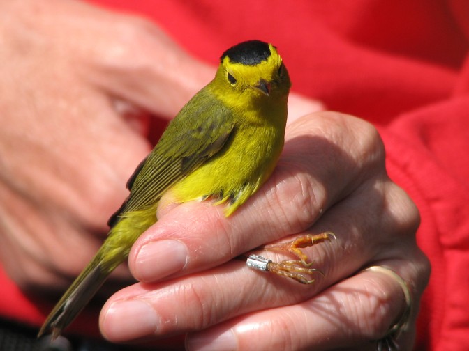 Bird Banding: Tracking Birds for Science and Conservation