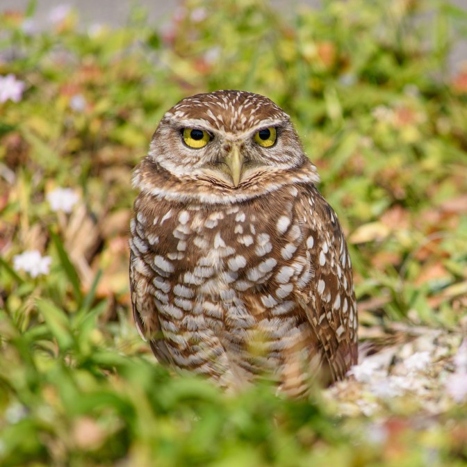 Not Just Night Owls: The Truth About Owl Activity