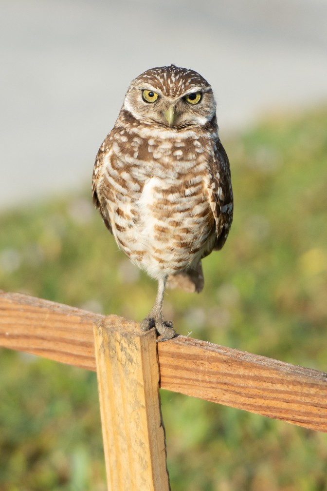 Owls - Birdorable Blog