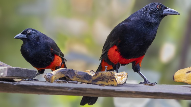 Birdorable Blog - Bird News, New Species & Fun Stuff