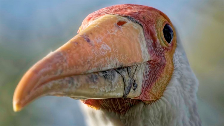 Fascinating Facts About Africa's Yellow-billed Stork