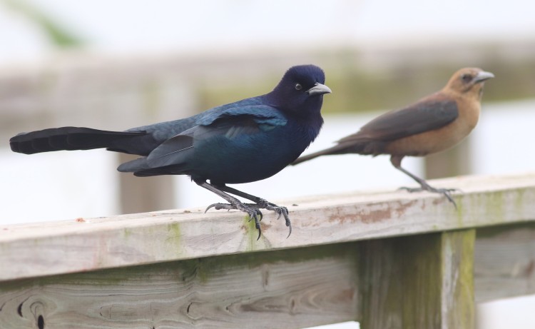 Fascinating Facts About Grackles: Nature’s Clever Opportunists
