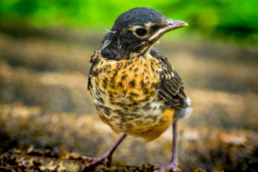 Birdorable Blog - Bird News, New Species & Fun Stuff