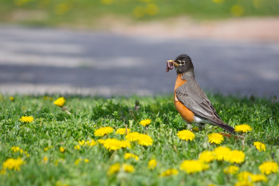 American Robins Revealed: Surprising & Fun Facts List