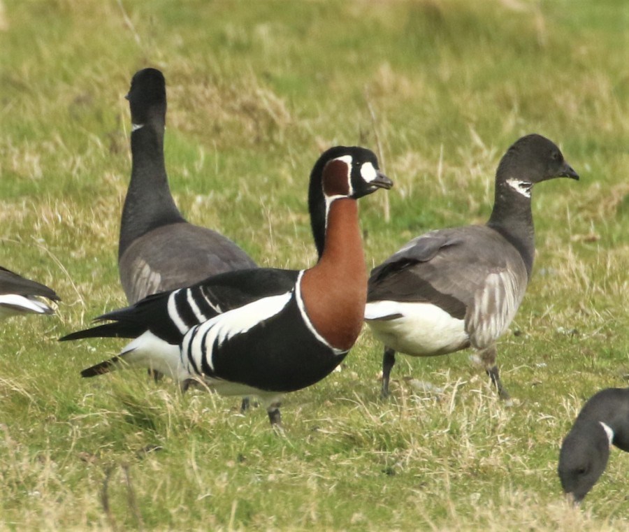 Meet the Red-breasted Goose: A Vibrant Arctic Traveler