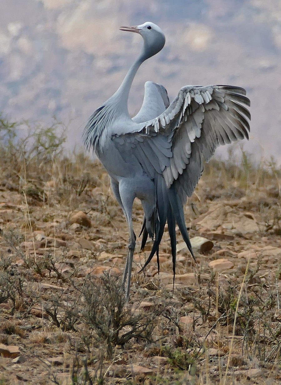 The Blue Crane: National Bird of South Africa & Conservation Icon