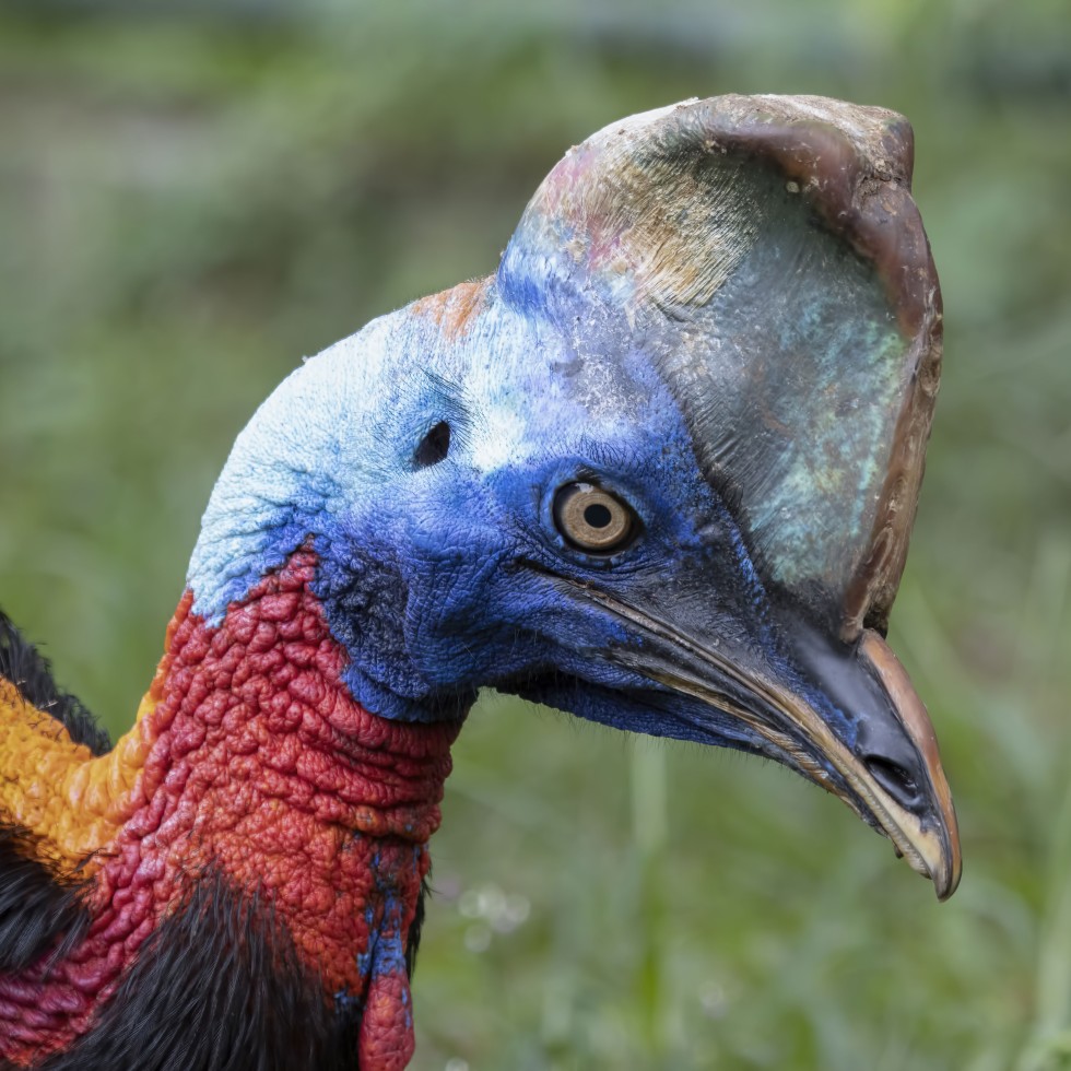 The Hidden Ears of Birds: How Avian Hearing Works