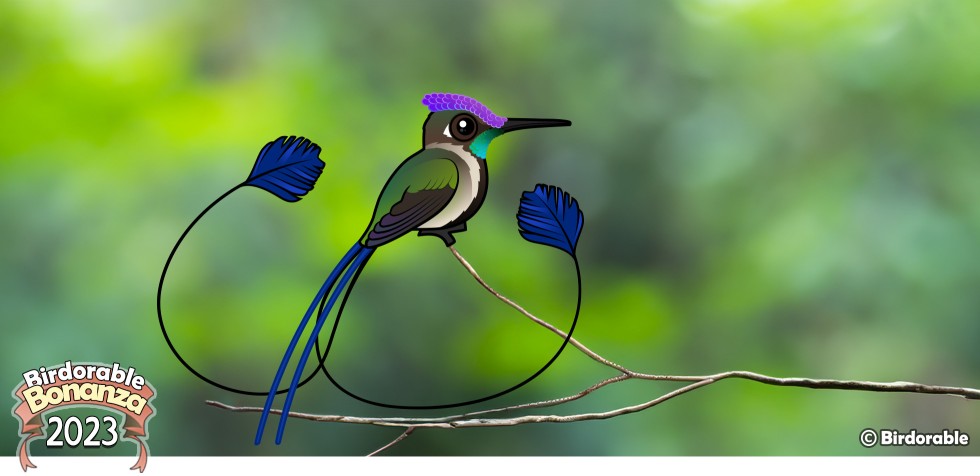 The Marvelous Spatuletail: A Tiny Bird with an Impressive Display